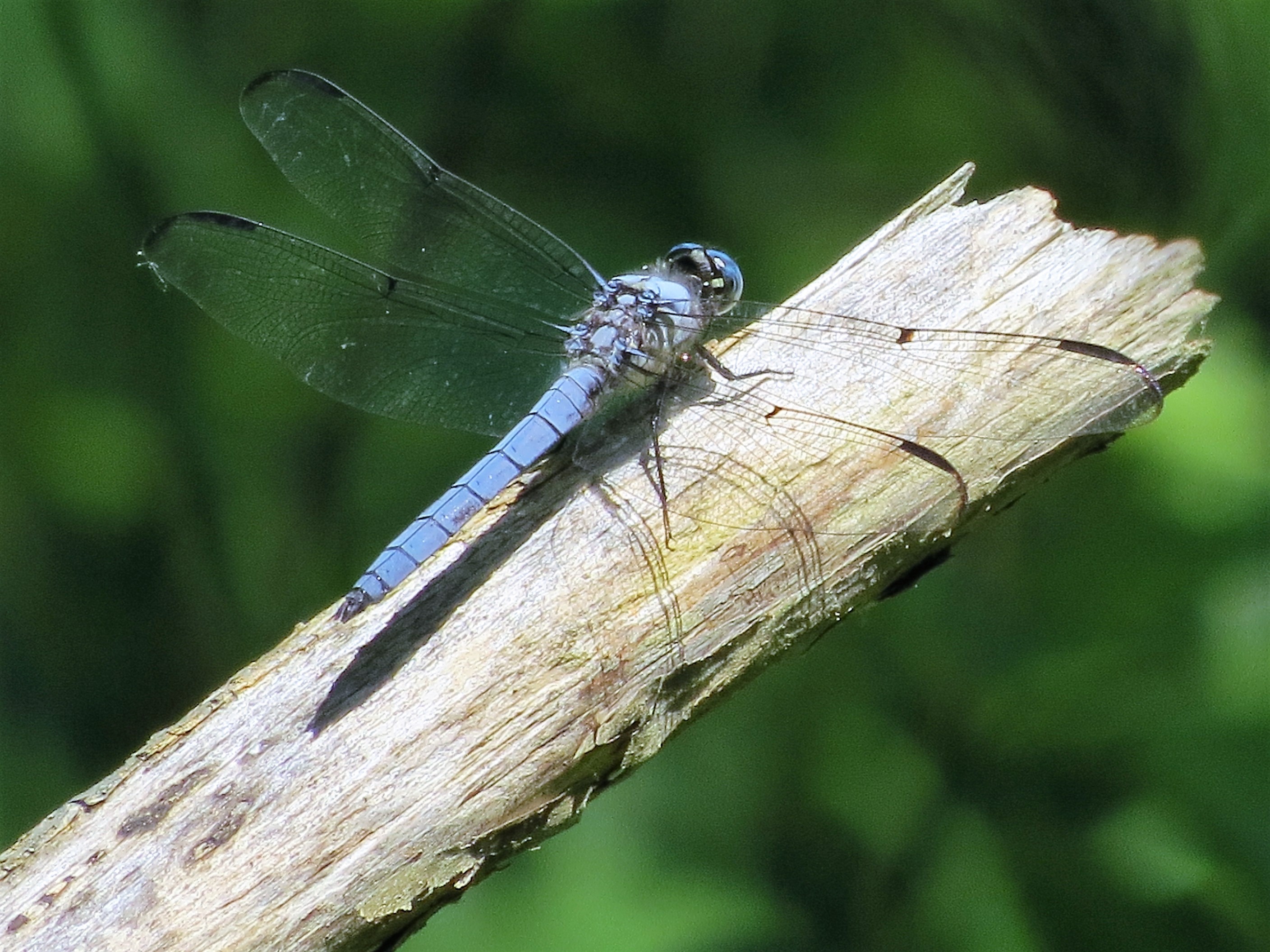 Dragonfly Days | Cecily Nabors
